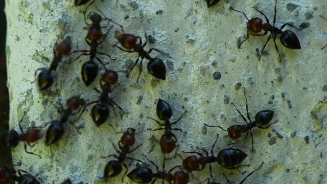 Ants, Insects, Organization. Free Stock Video - Pixabay