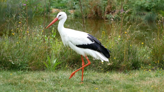 Stork White Bird - Free video on Pixabay