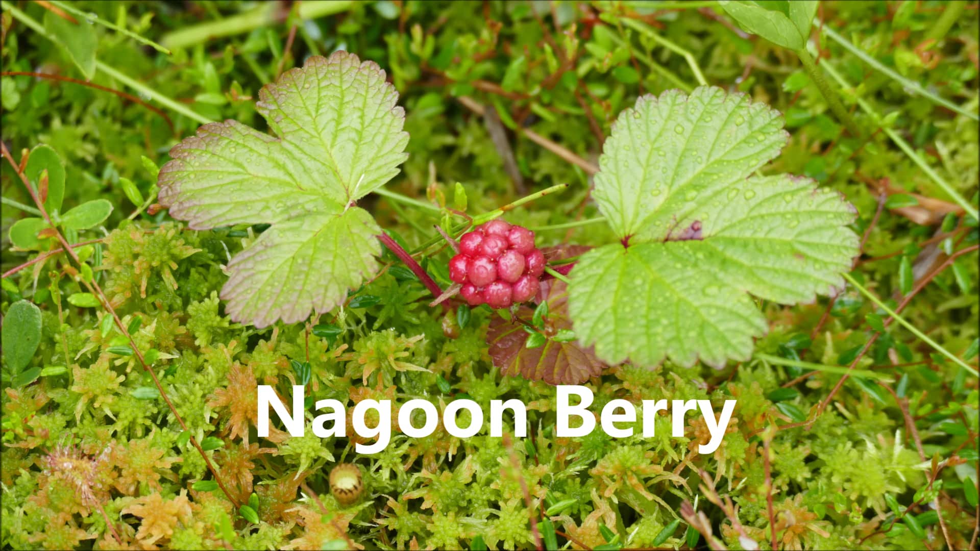Nagoon Berry on Vimeo