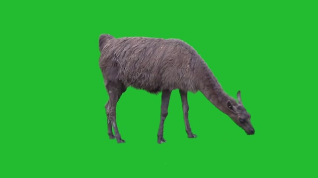 Alpaca, Animal, Green Screen. Free Stock Video - Pixabay