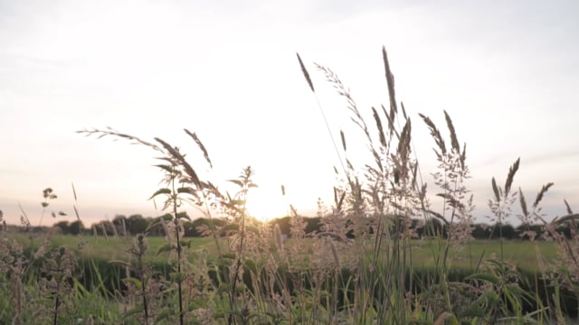 Weed Wind Grass - Free video on Pixabay