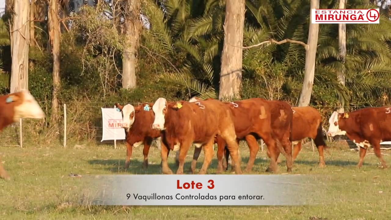 Mirunga Rus Vq 3 on Vimeo