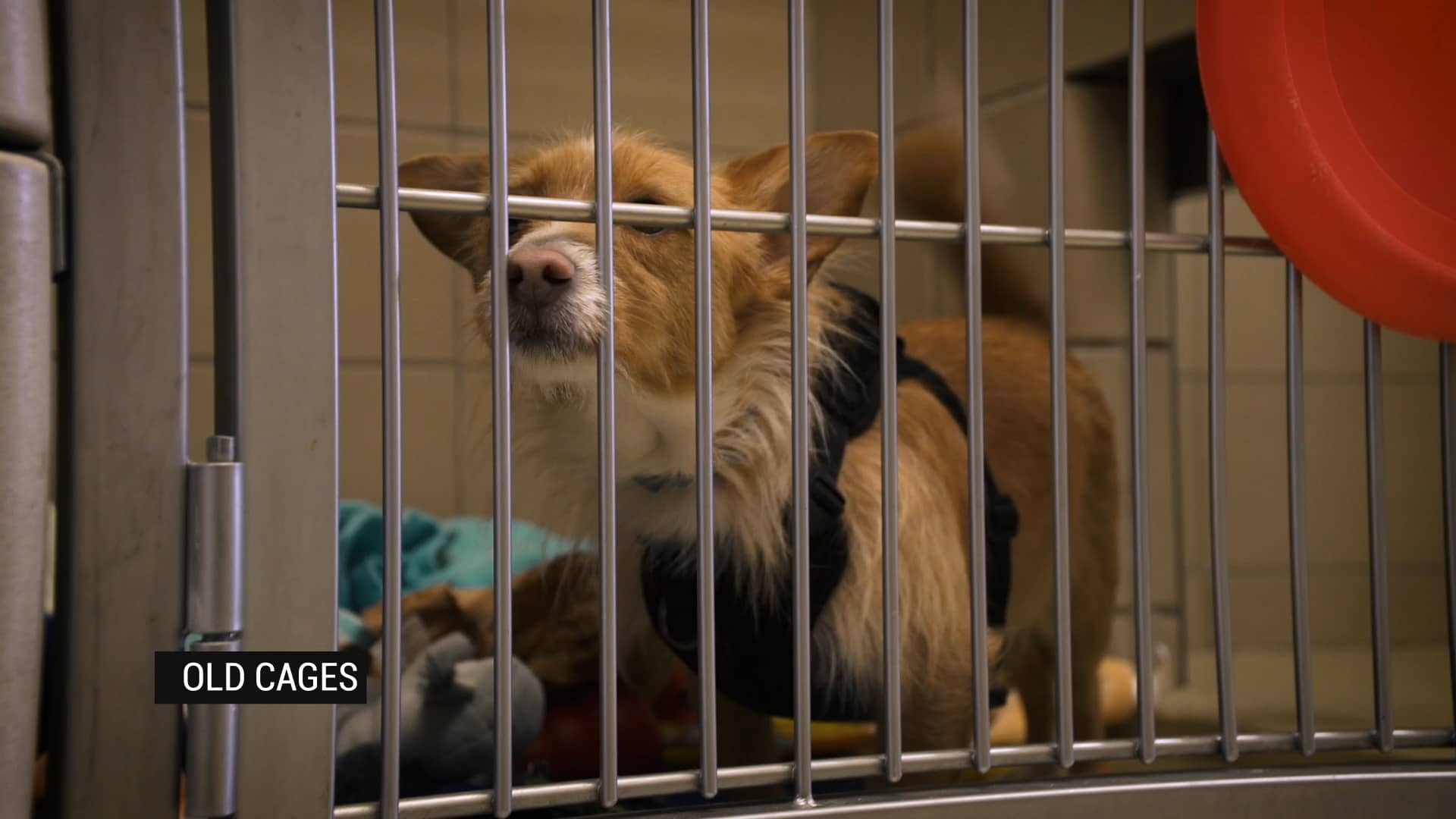 Humane Indiana Shelter on Vimeo