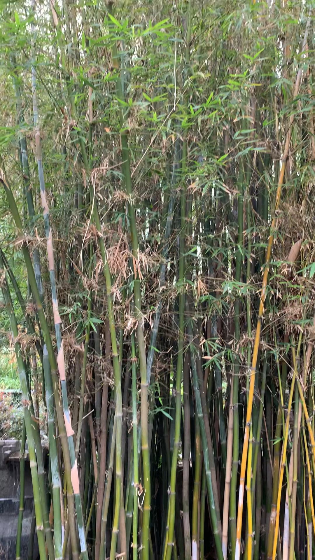 PALG Bamboo | Videos & Movies on Vimeo