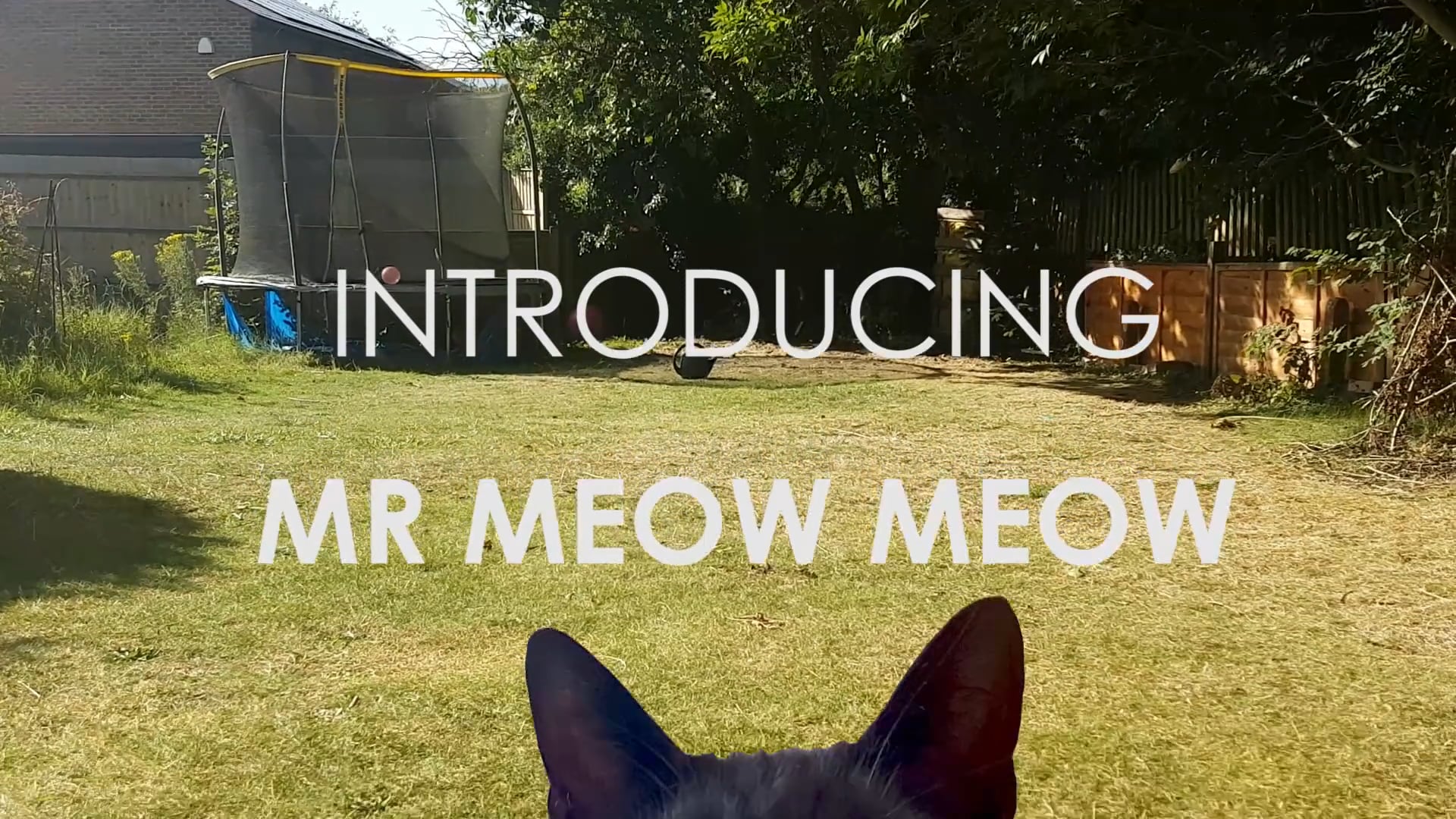 Introducing...Mr Meow Meow on Vimeo