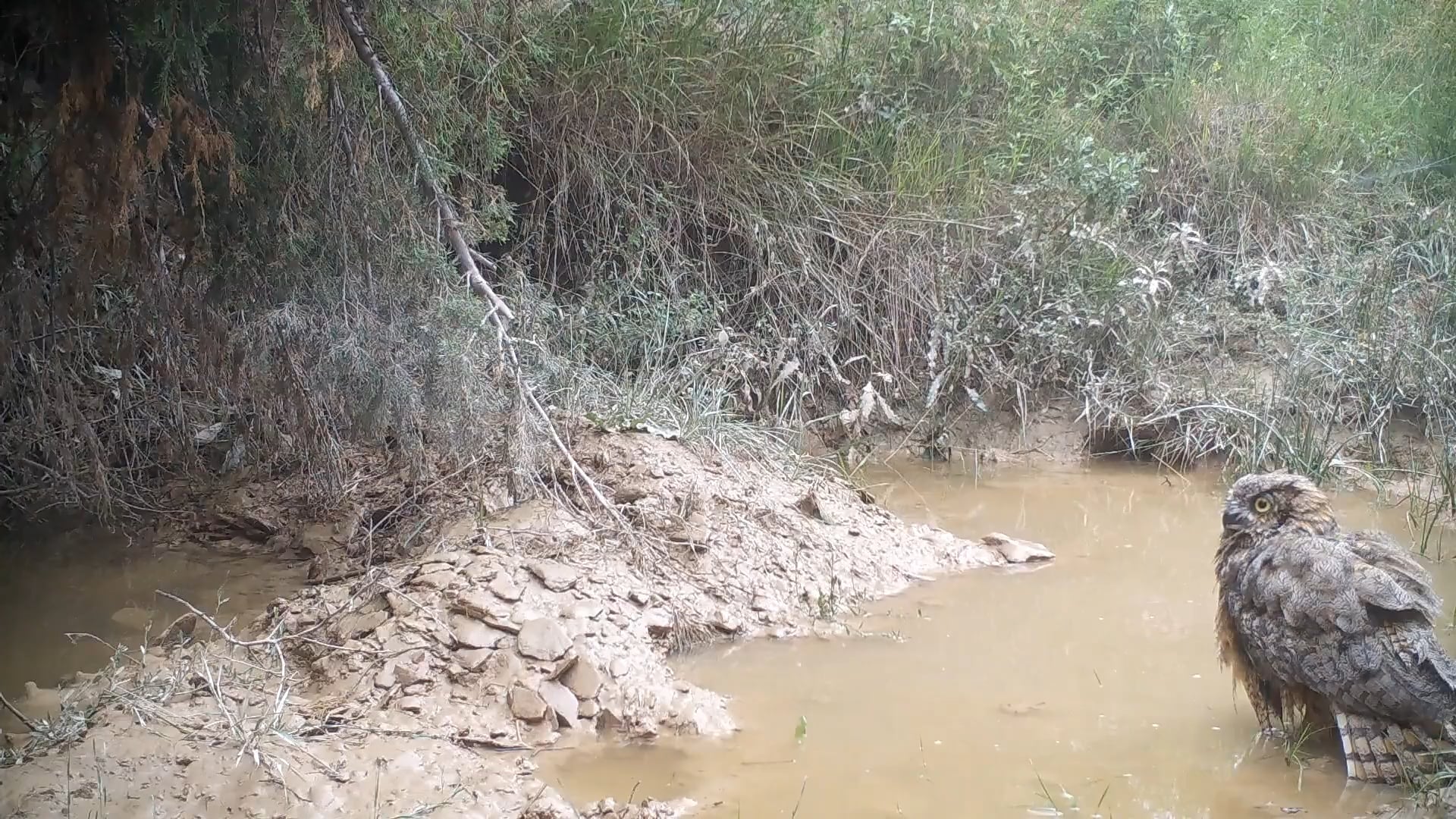 Owl bathing close up on Vimeo