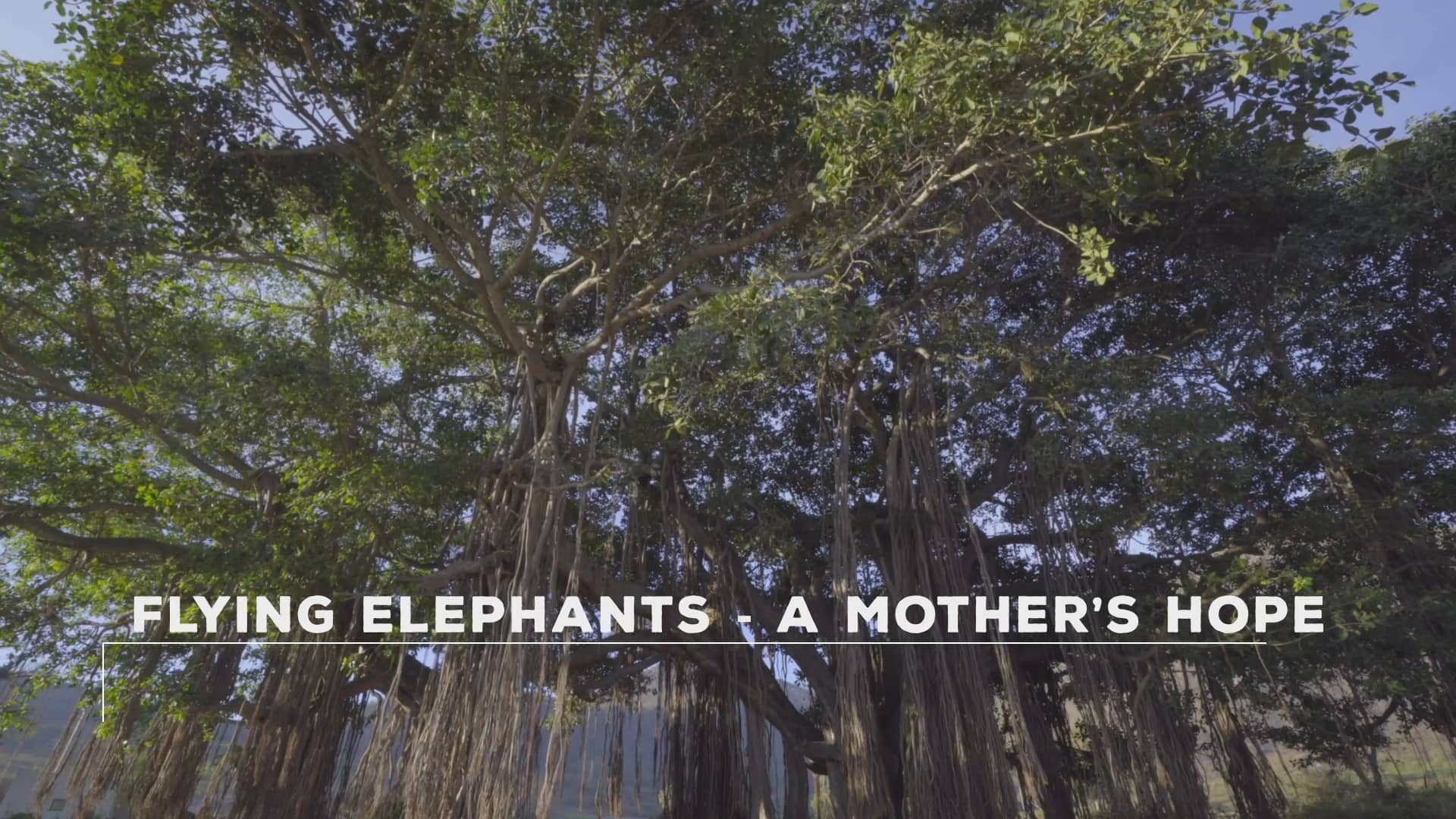 Flying Elephants Finalist Trailer on Vimeo