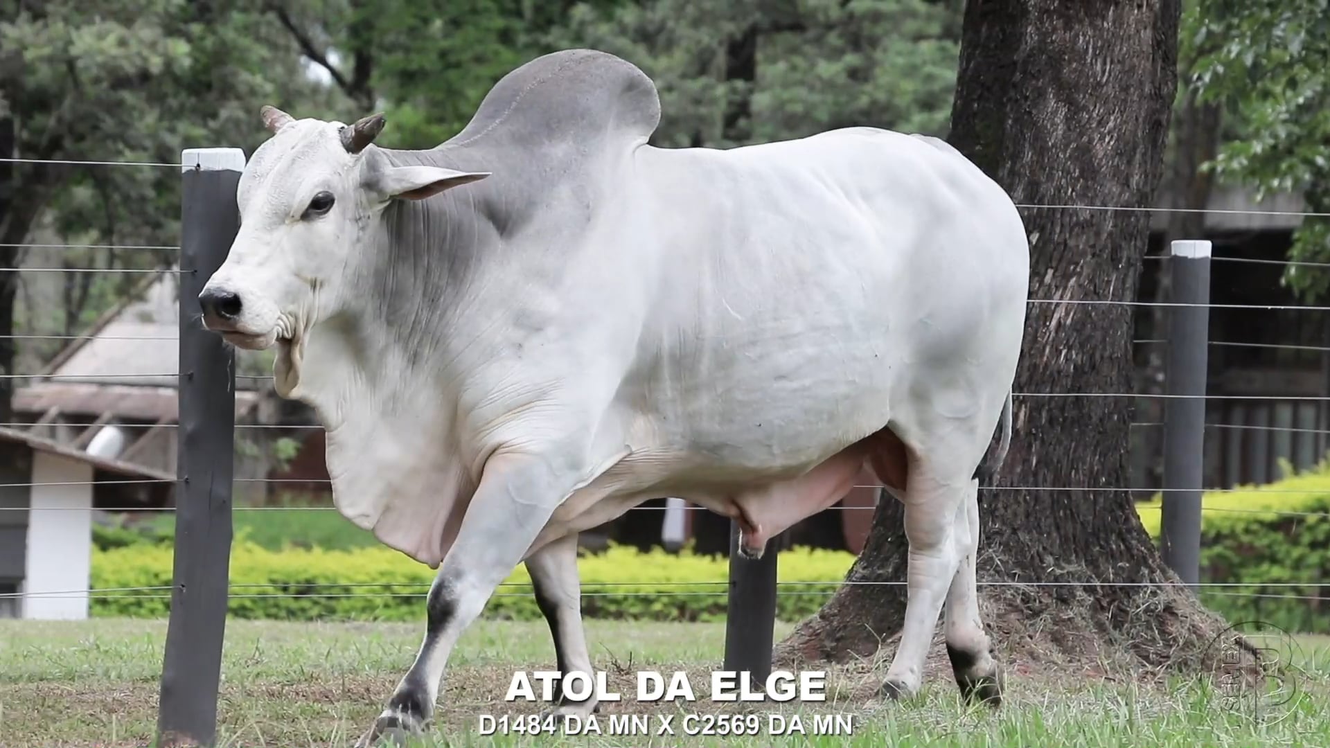 ATOL - Fazenda Elge on Vimeo