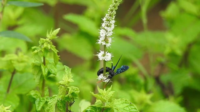 Insects Creepers Flower - Free video on Pixabay