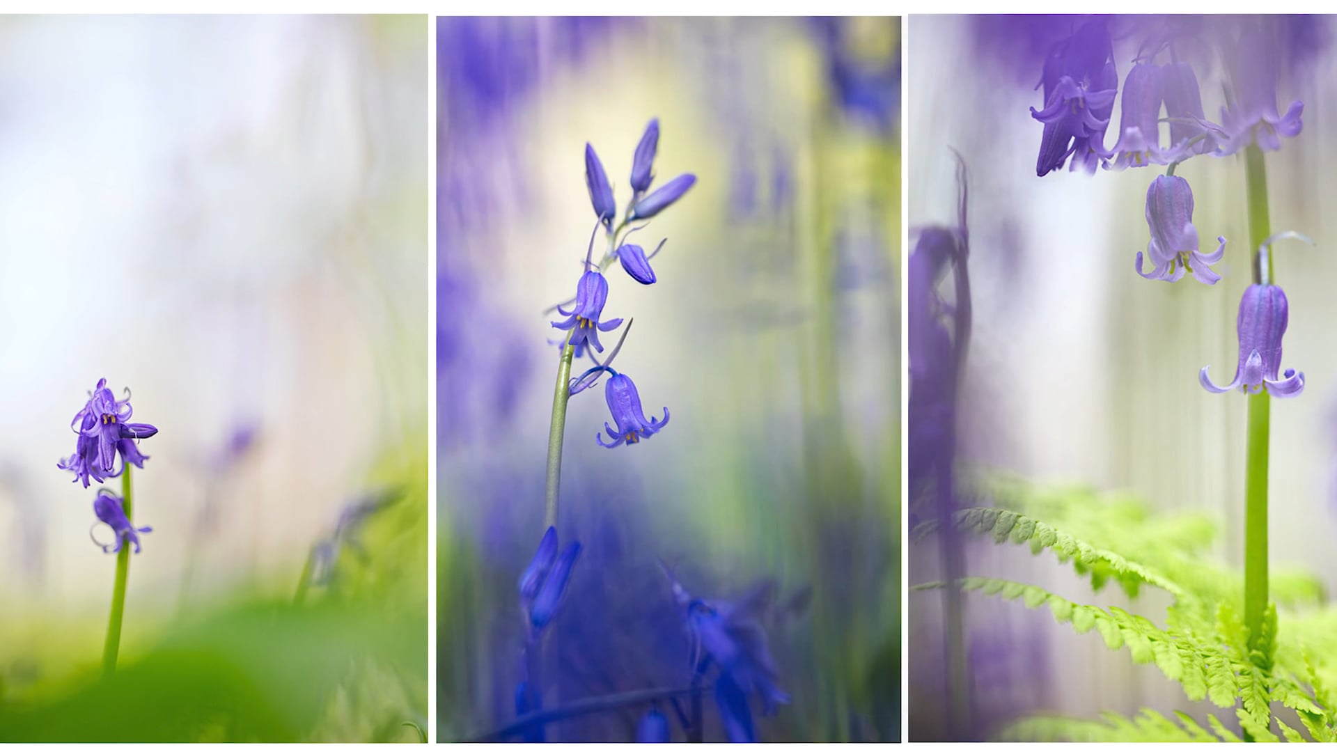 Watch A lot more then just flowers - being creative Online | Vimeo On ...