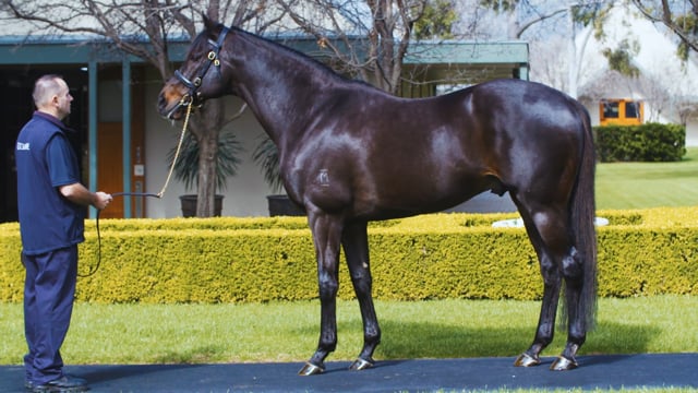 So You Think - Stallion | Breednet