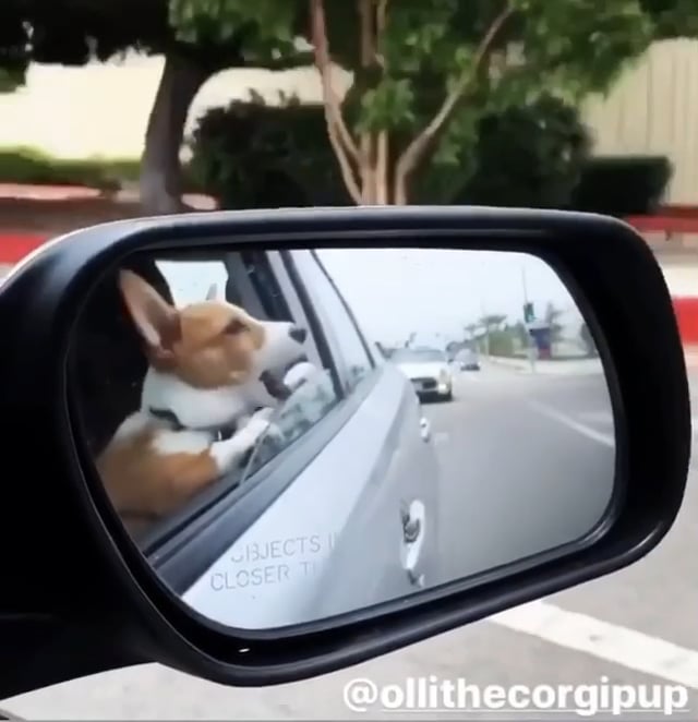 Why Do Dogs Drool In Cars