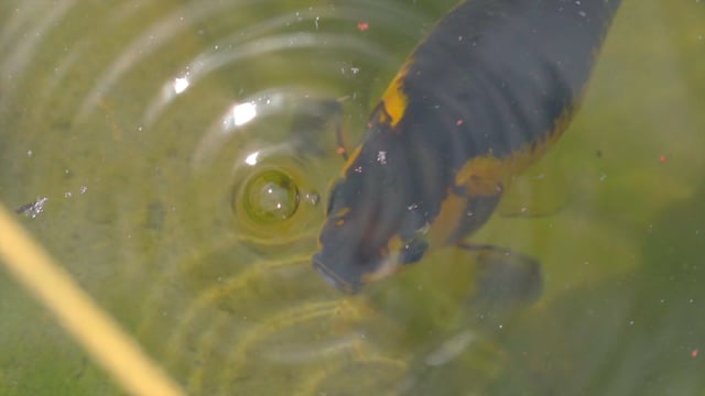 Koi Pez De Colores Carpa - Free video on Pixabay - Pixabay