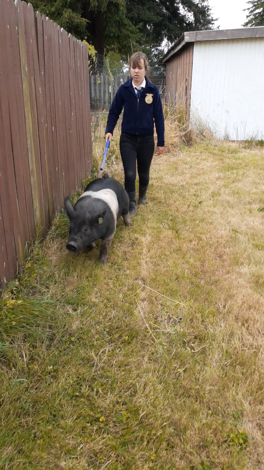 Lydia's pig Stanley on Vimeo