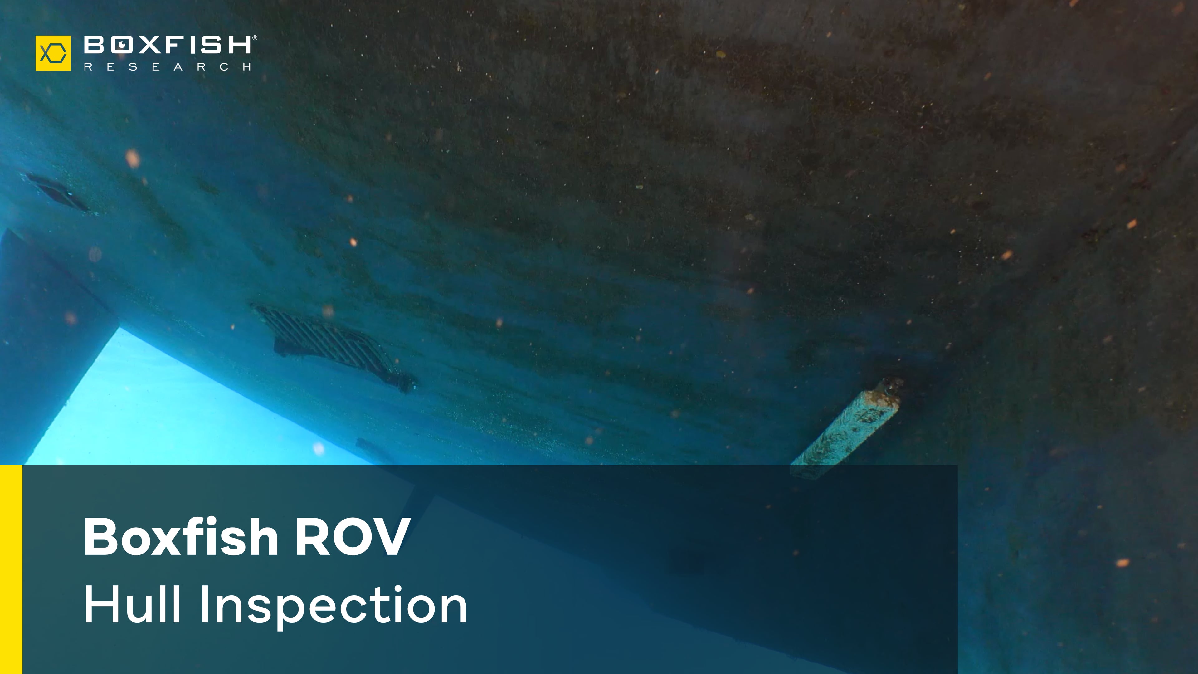 4K ROV footage - Boxfish Video Gallery 4K ROV footage - Boxfish Video Gallery