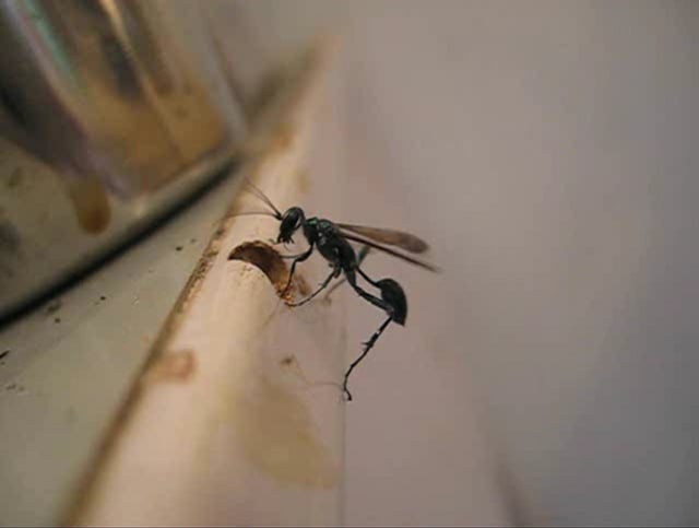 The Blue Wasp/La Guêpe Bleue on Vimeo