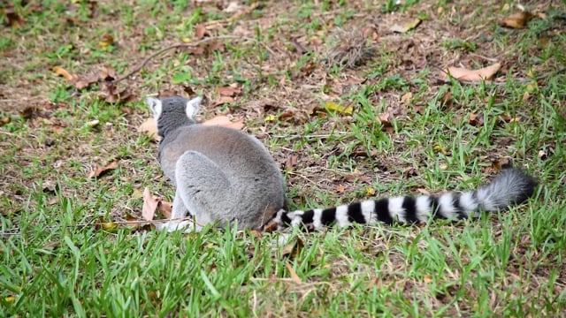Lemur Eating Food Free Stock Video - Pixabay
