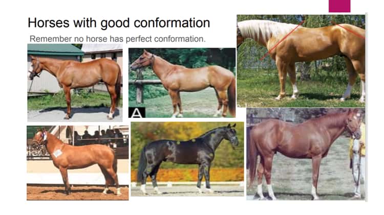 Horse Conformation Practice