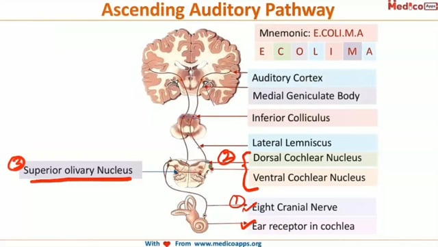 What Where Auditory Pathway