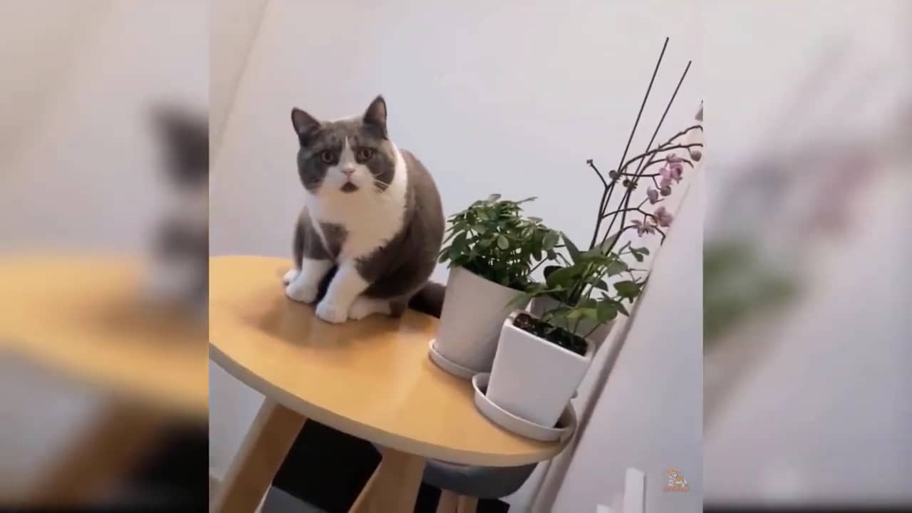 Funny Cats| Baby Cats Cute and Funny Cat Video Compilation on Vimeo