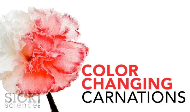 Color Changing Carnations Science Projects