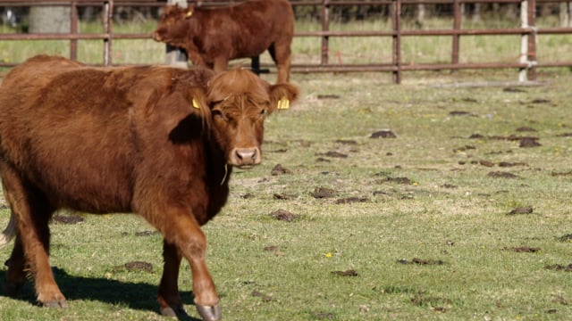 암소 농업 동물 - Free video on Pixabay