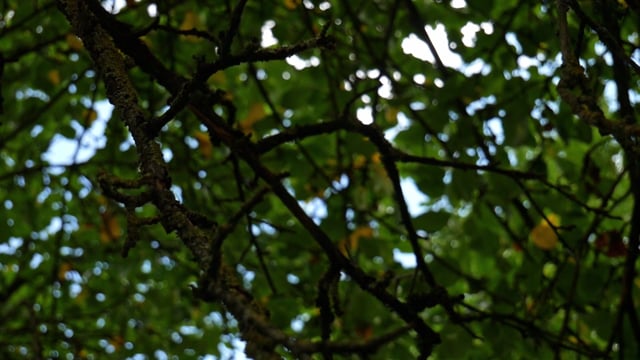 Treetop Canopy Leaves Free Stock Video - Pixabay
