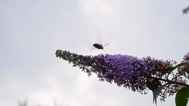 Moro Sphinx Insecte Aile En - Free video on Pixabay - Pixabay