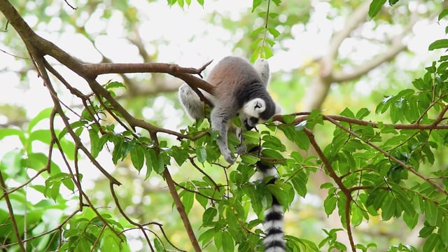 Lemur Branch Mammal - Free video on Pixabay