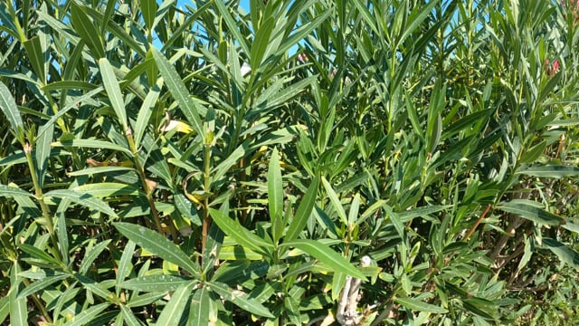 Herb, Field, Green. Free Stock Video - Pixabay