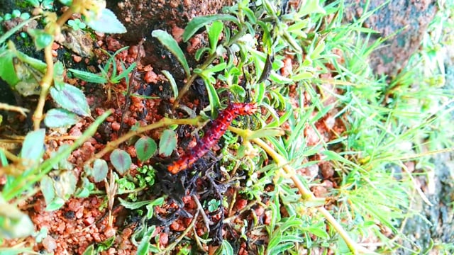 Nature, Insect, Worms. Free Stock Video - Pixabay