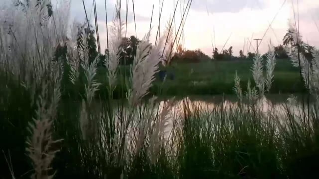 Bank Of River, River Bank, Nature. Free Stock Video - Pixabay