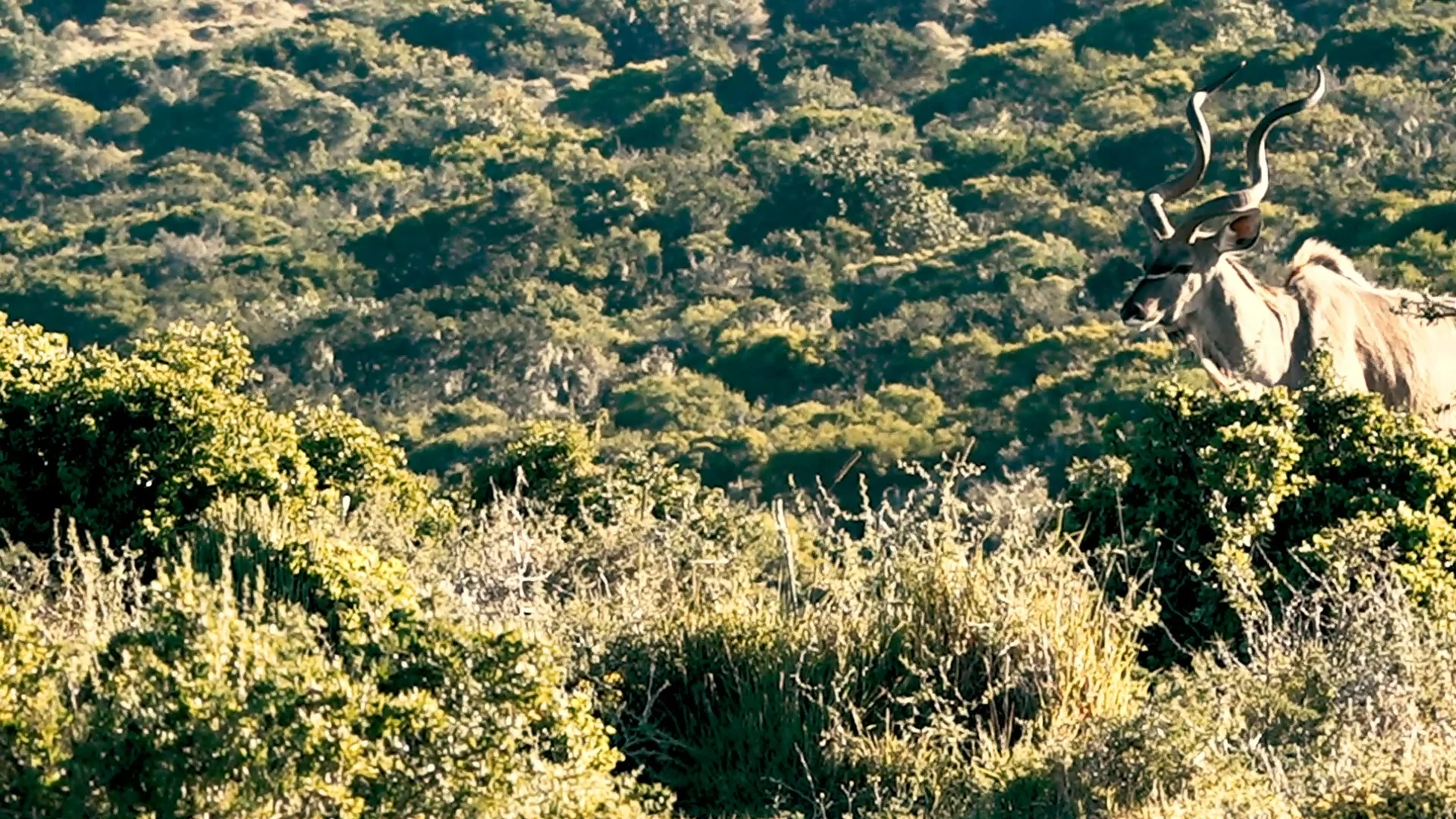 Horseback hunting on Vimeo