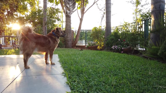 5+ Free Tense & Dog Videos, HD & 4K Clips - Pixabay