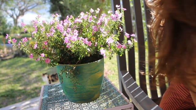 Pote De Flor Maceta Jardín - Free video on Pixabay