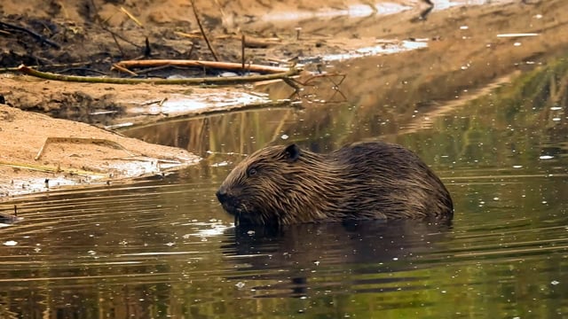 Bobra Videos: Download 10+ Free 4K & HD Stock Footage Clips - Pixabay