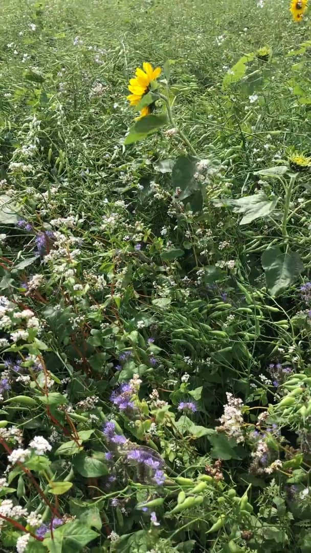 Oakbank Summer Fallow - August 2020 on Vimeo