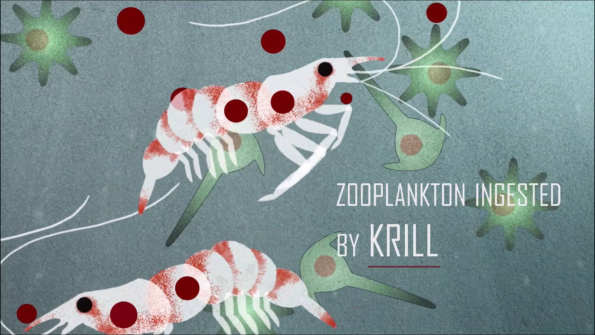Microplastic Bioaccumulation Infographic on Vimeo