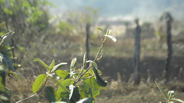 Plant, Nature, Nature Brazil. Free Stock Video - Pixabay