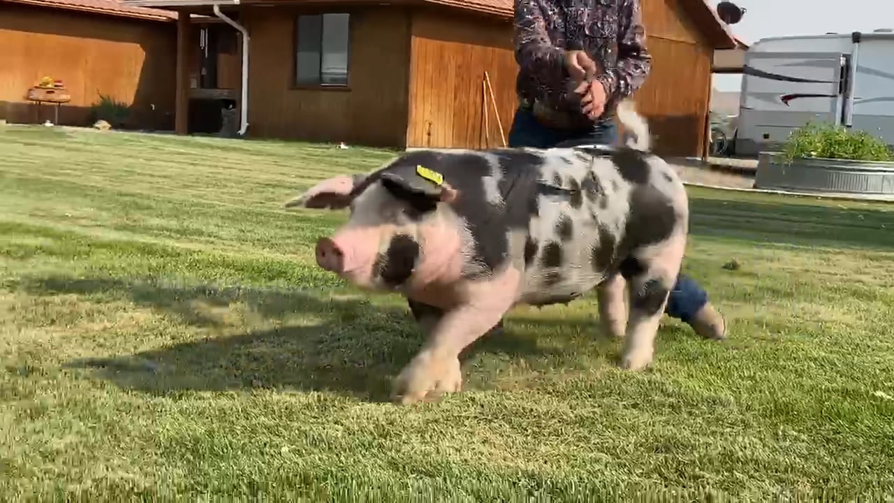 Entry 90617 on Vimeo