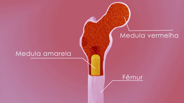Marrow, Medical Animation, Femur. Free Stock Video - Pixabay