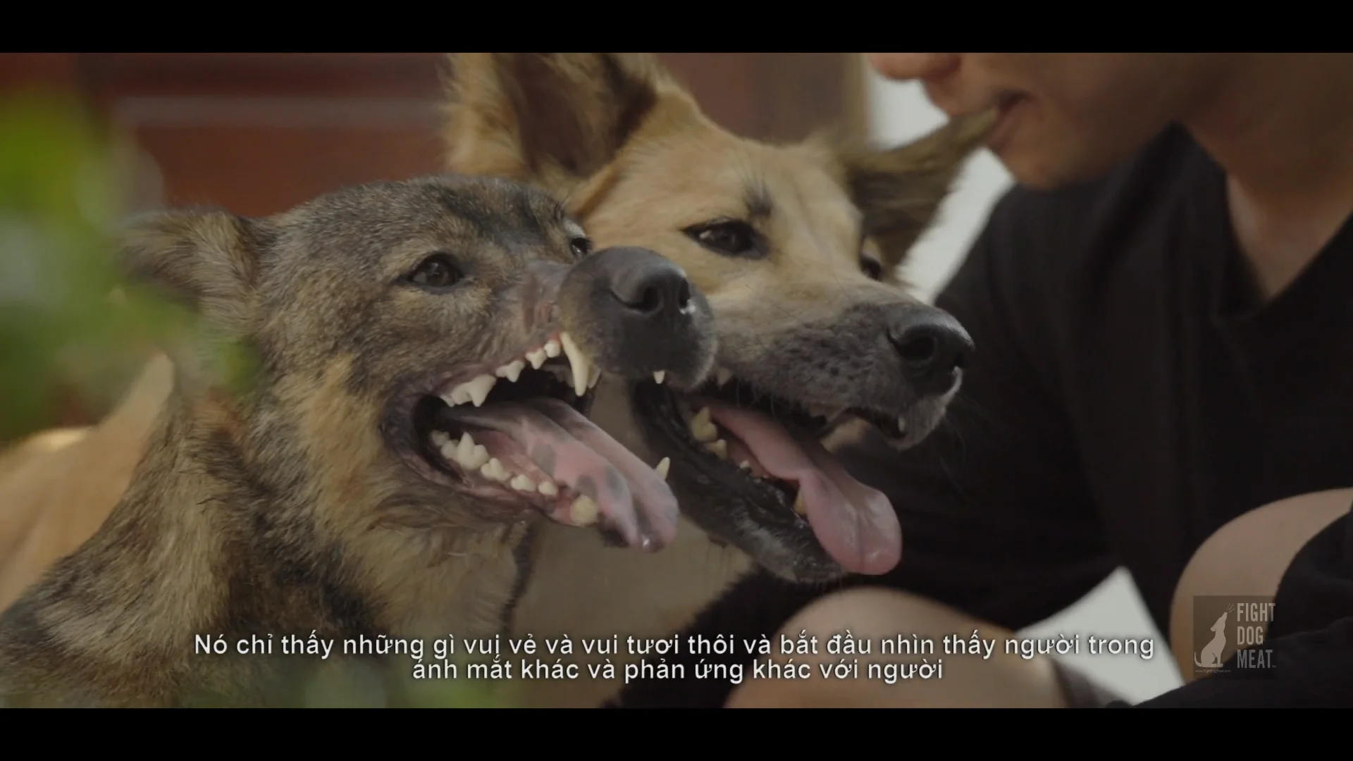 Fight Dog Meat In Vietnam