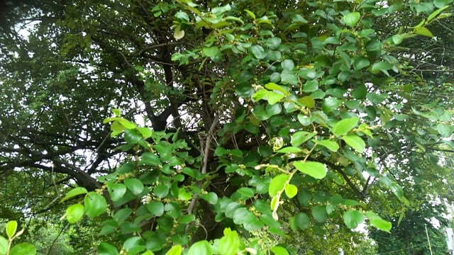 Jujube Tree, Green, Tree. Free Stock Video - Pixabay