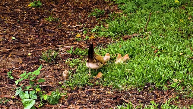 Chicken Chic Field - Free video on Pixabay