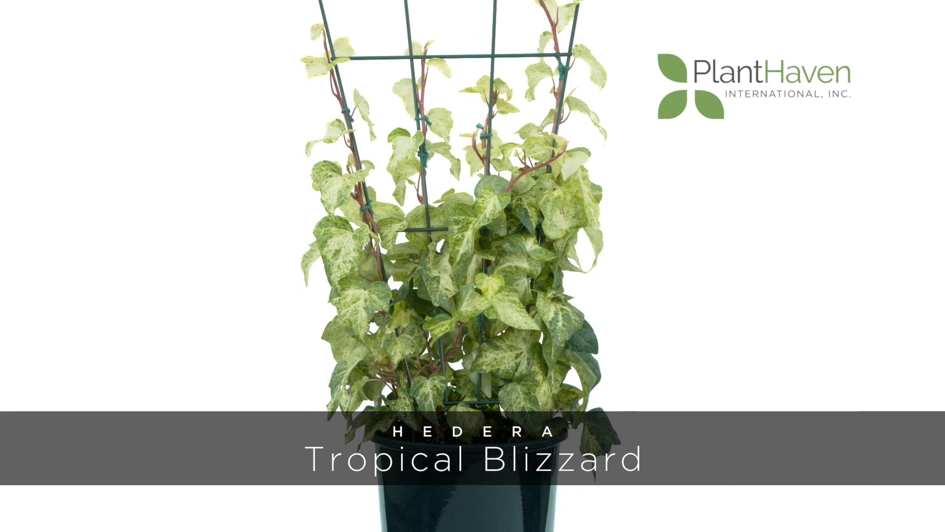 Hedera Tropical Blizzard NEW 360 on Vimeo