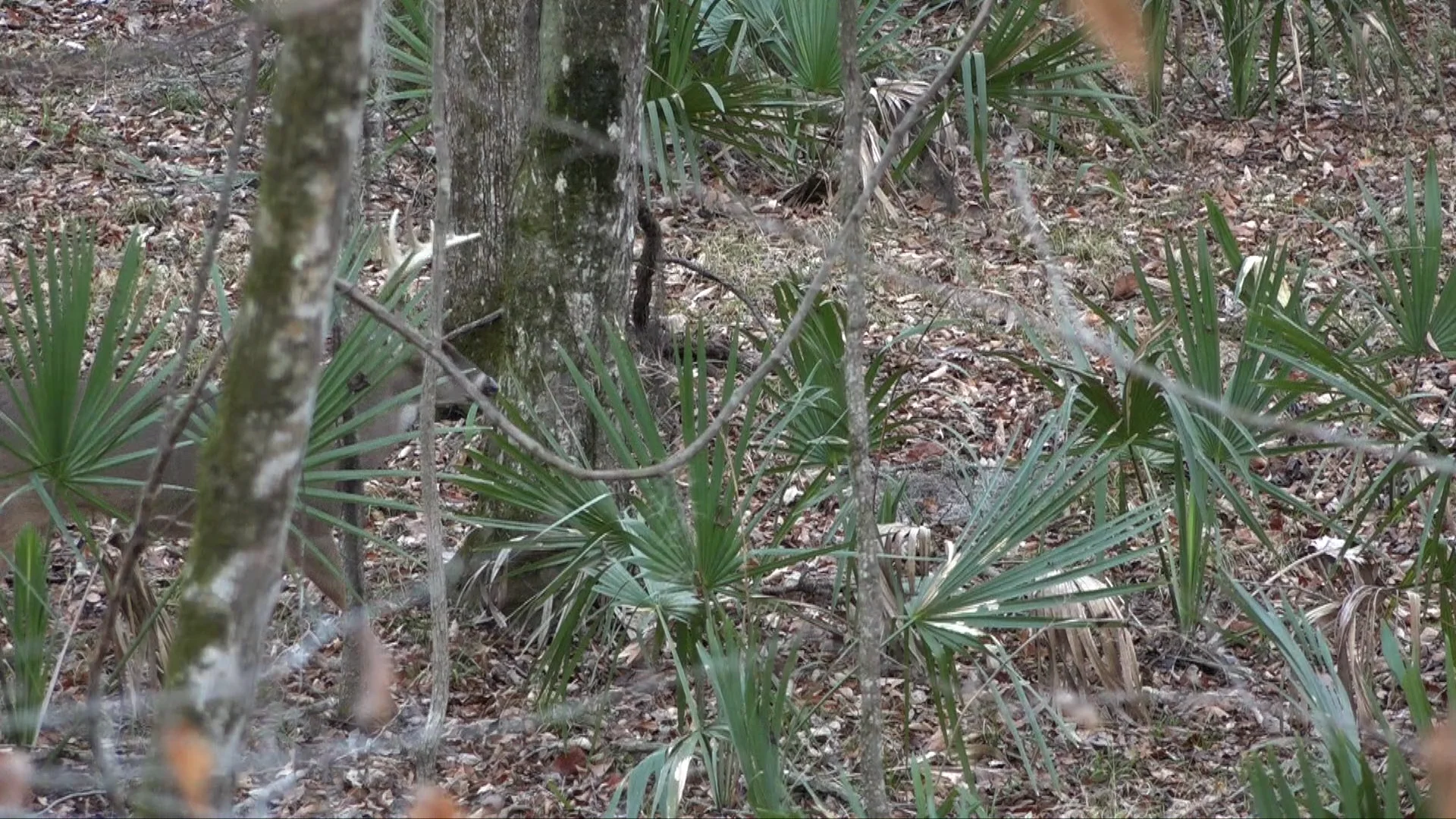 Backwoods Life - Season 14 - Episode 11 Alabama Family Tradition on Vimeo