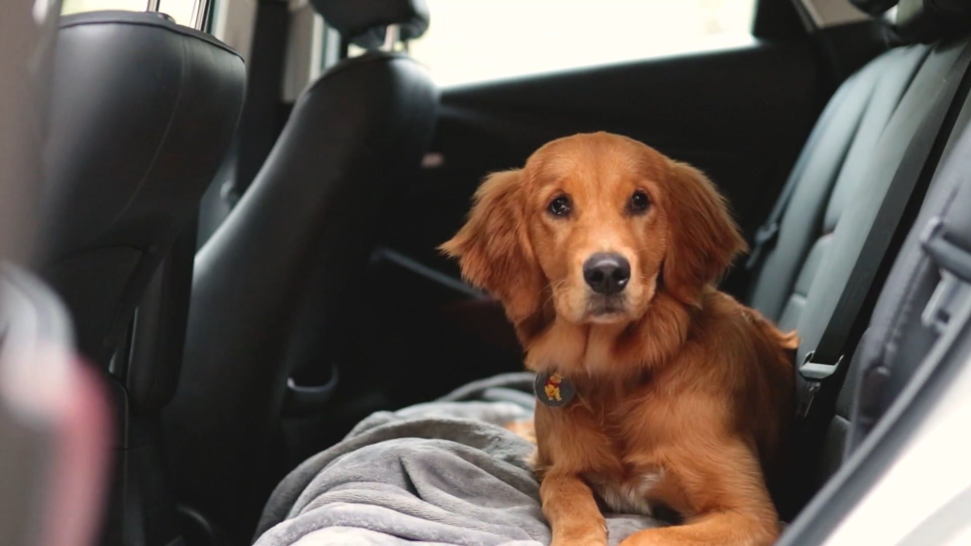 Vail Ranch Goldens - Testimonial Video on Vimeo