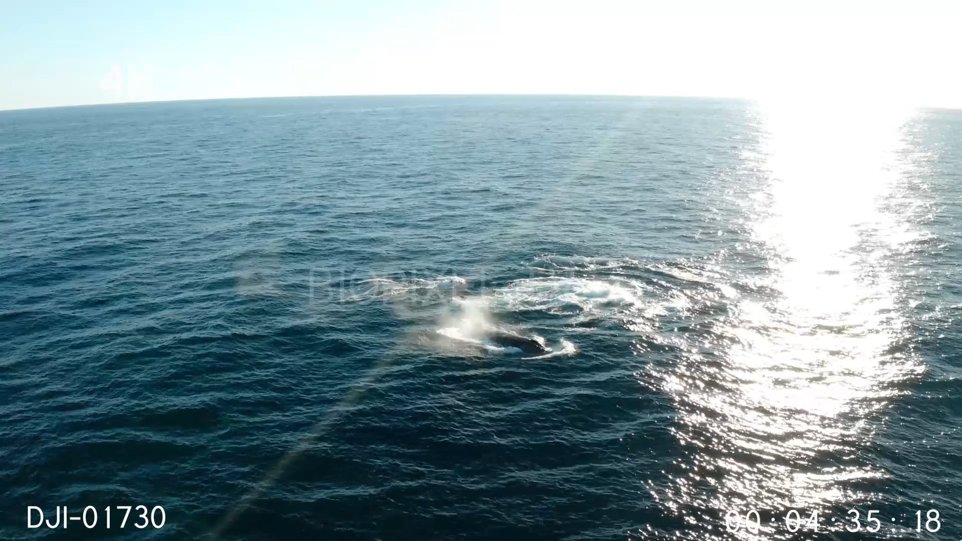 4K Islands - Aerial - Humpback whales heat run on surface near Lady ...