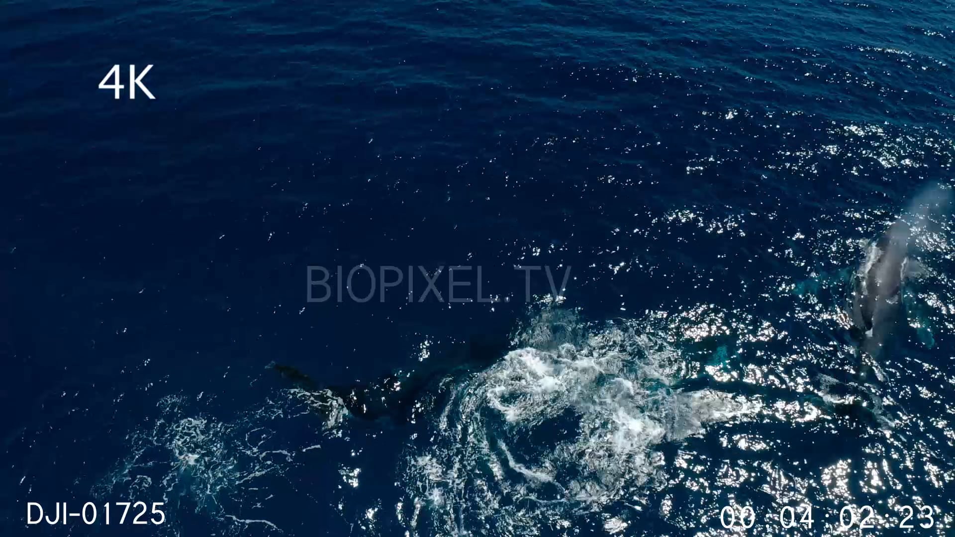 4K Islands - Aerial - Humpback whales heat run on surface near Lady ...