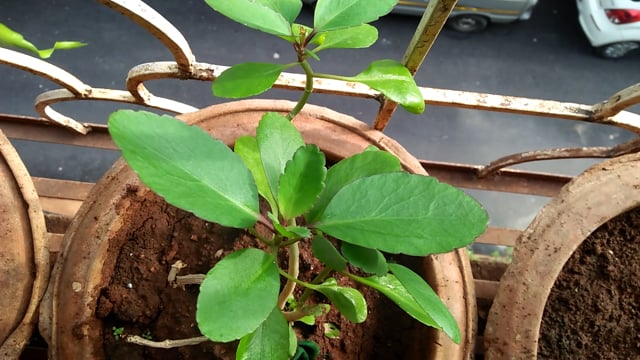 Bryophyllum Pinnatum, Plant, Leaves. Free Stock Video - Pixabay